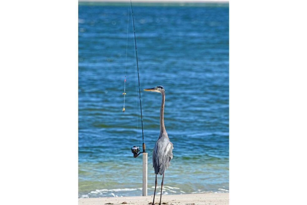 Visitor's Guide & Tips For Shell Island Florida! - ALWAYS ON THE SHORE