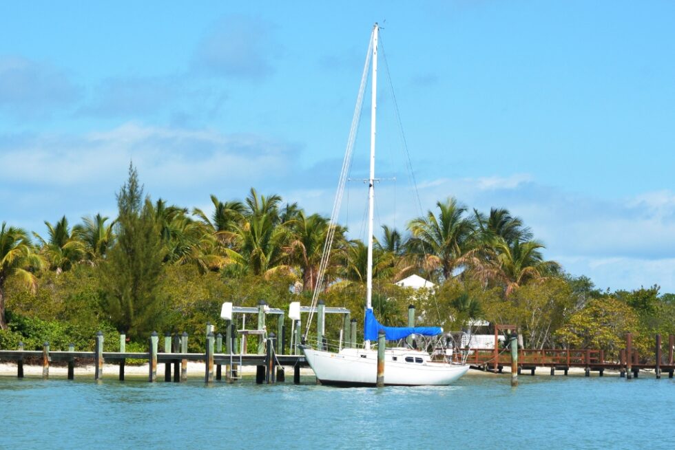 7 Best Dolphin Tours In Marco Island For 2024! - ALWAYS ON THE SHORE