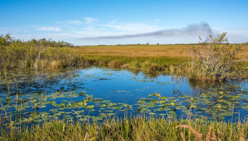 9 Things That Make Florida Unique