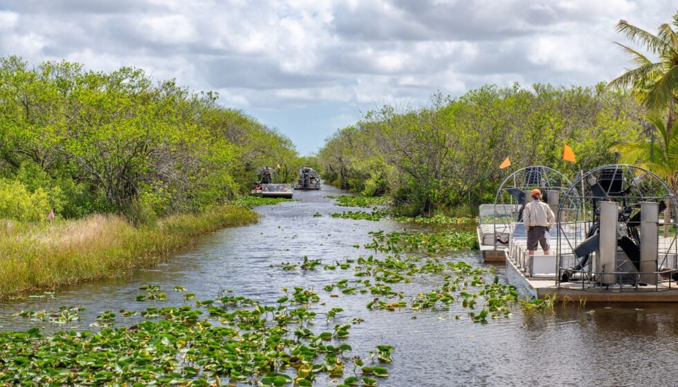 The Ultimate Florida Everglades Day Trip Guide! - ALWAYS ON THE SHORE