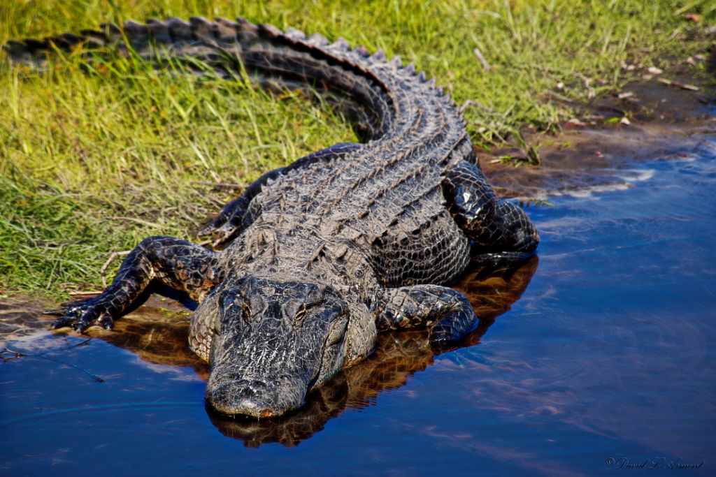 Florida's Top Alligator Havens- The Lakes Where Gators Reign - ALWAYS ...