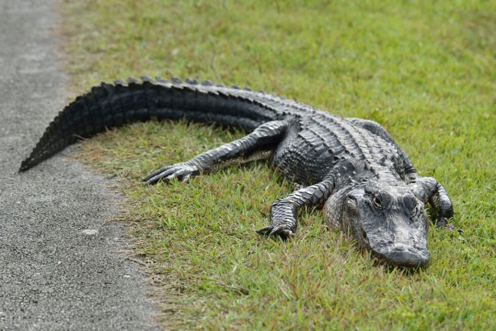 Understanding Alligator Encounters In Florida: Why Nearly Every Attack ...