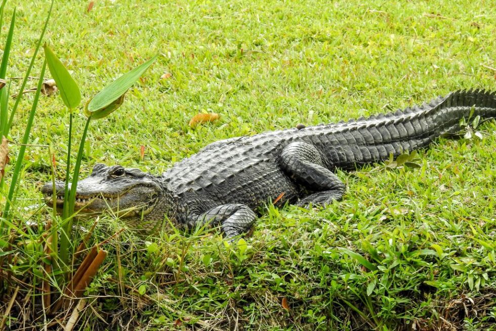 Understanding Alligator Encounters In Florida: Why Nearly Every Attack ...